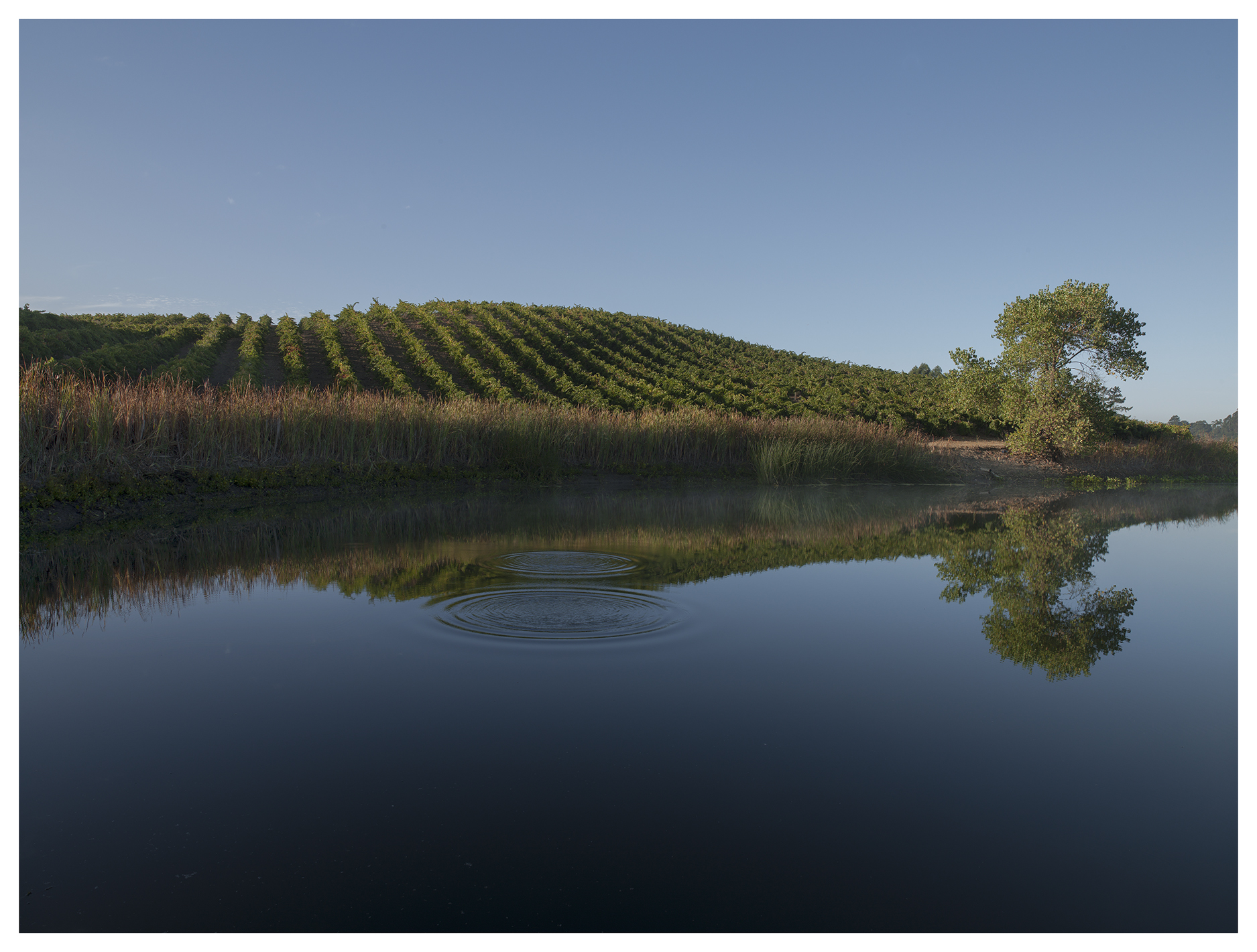 Truchard Vineyard – Frog’s Leap – Carneros, Napa Valley California